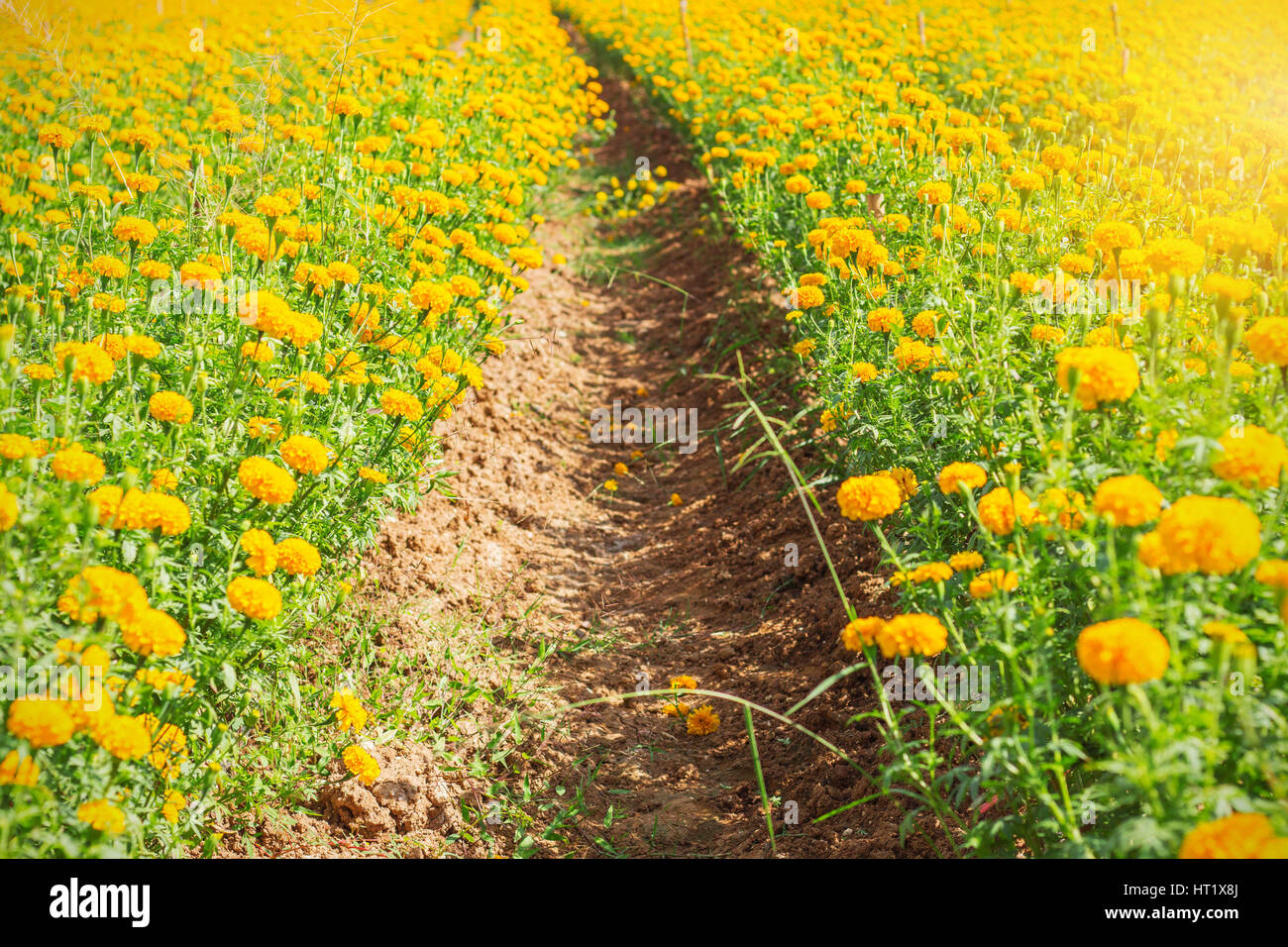 Planted marigolds in the garden with a walkway Stock Photo - Alamy