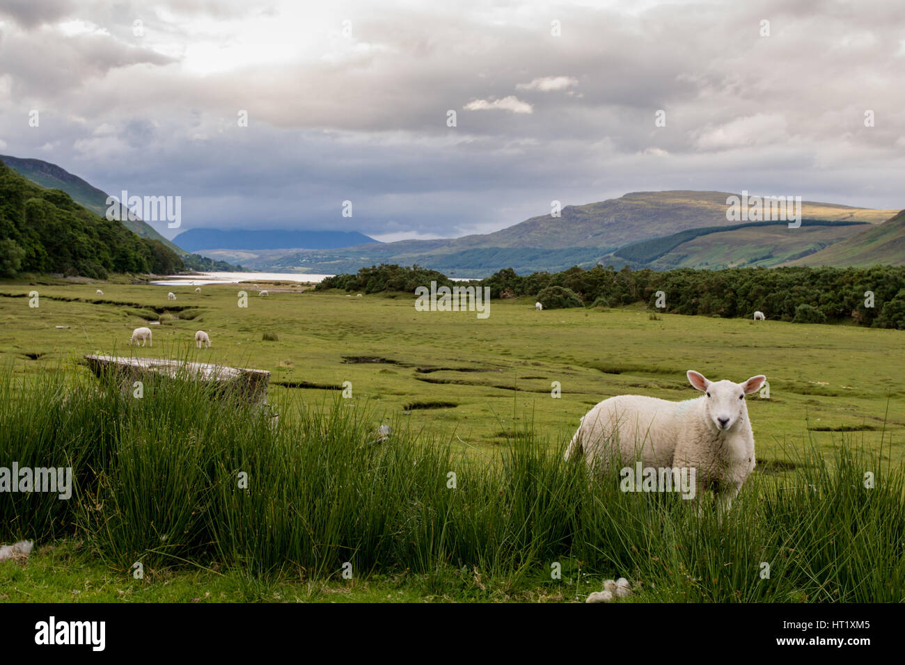 Landscape with sheep pasturing on a green meadow with mountains in the ...