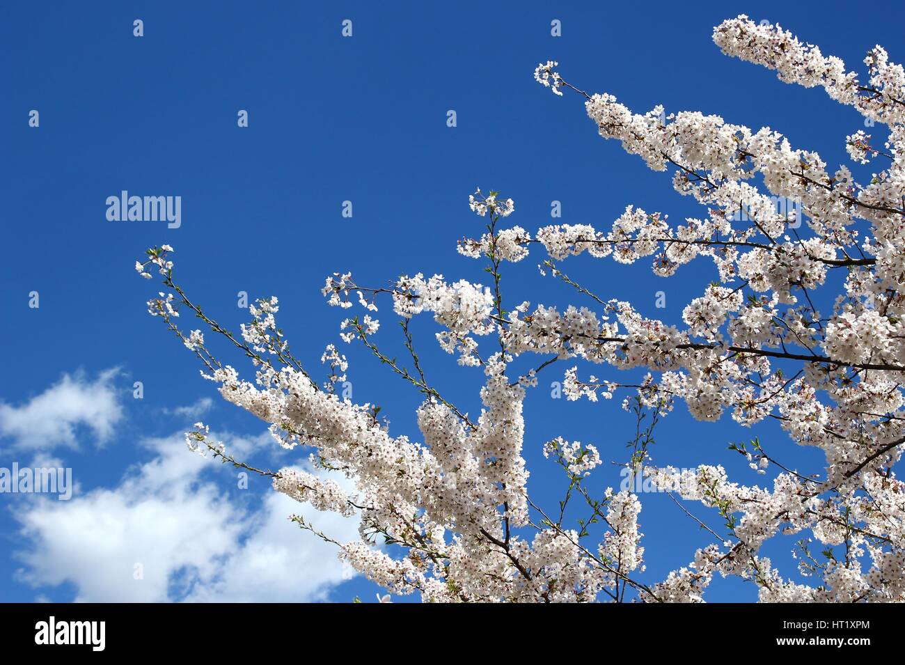 Spring is coming, blossom tree Stock Photo - Alamy