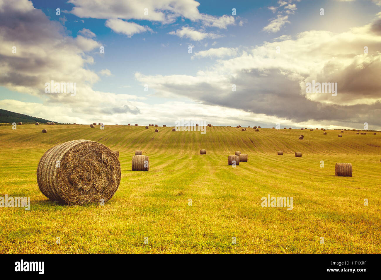 Scottish agriculture hi-res stock photography and images - Alamy