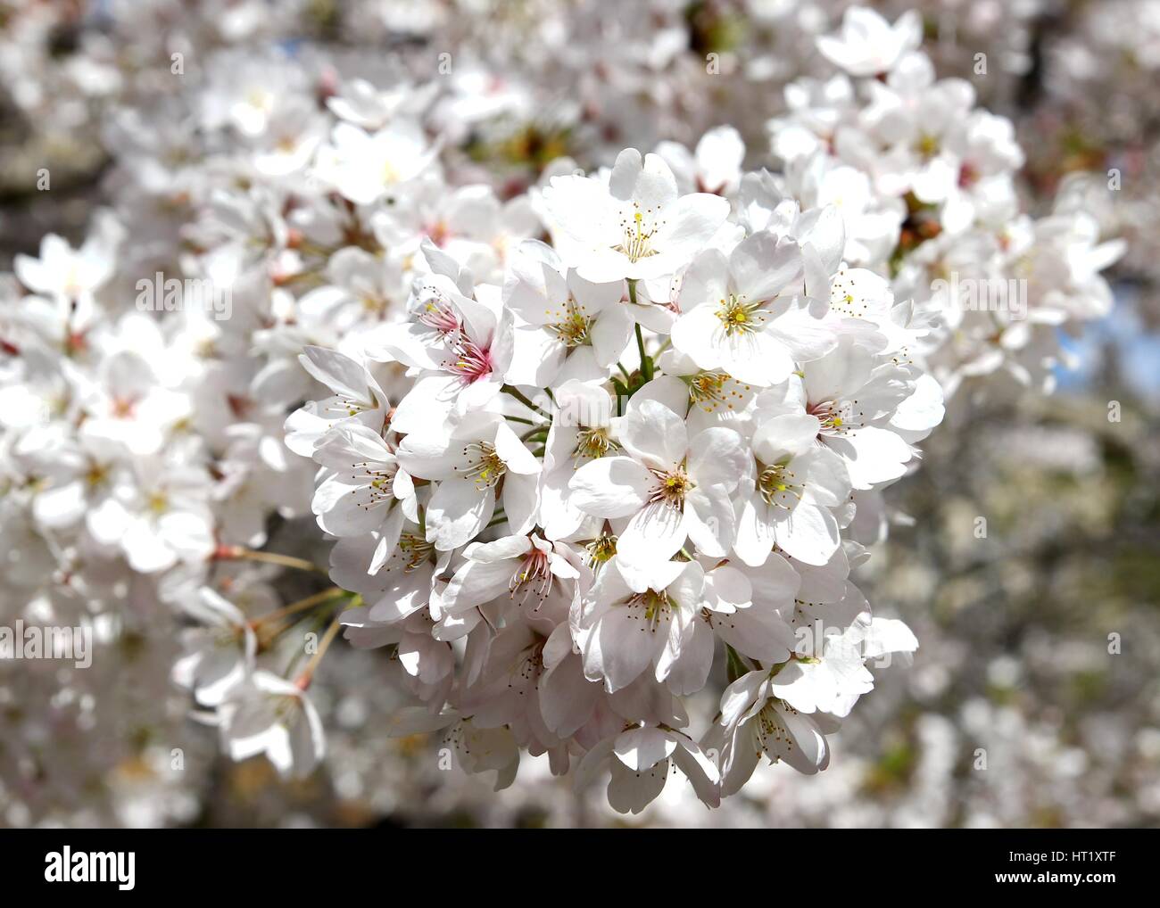 Spring blossom tree Stock Photo - Alamy