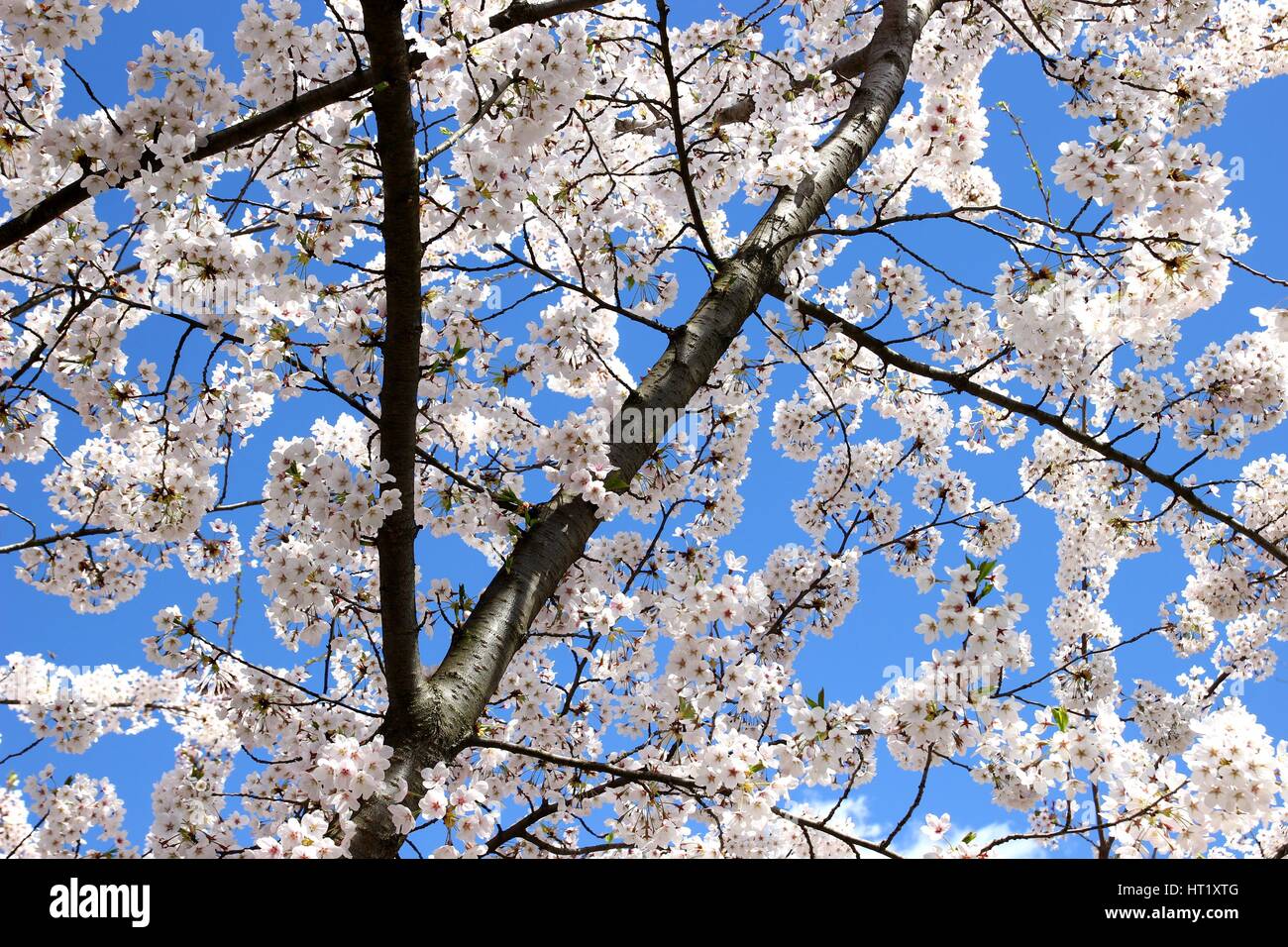 Spring is coming, blossom tree Stock Photo - Alamy