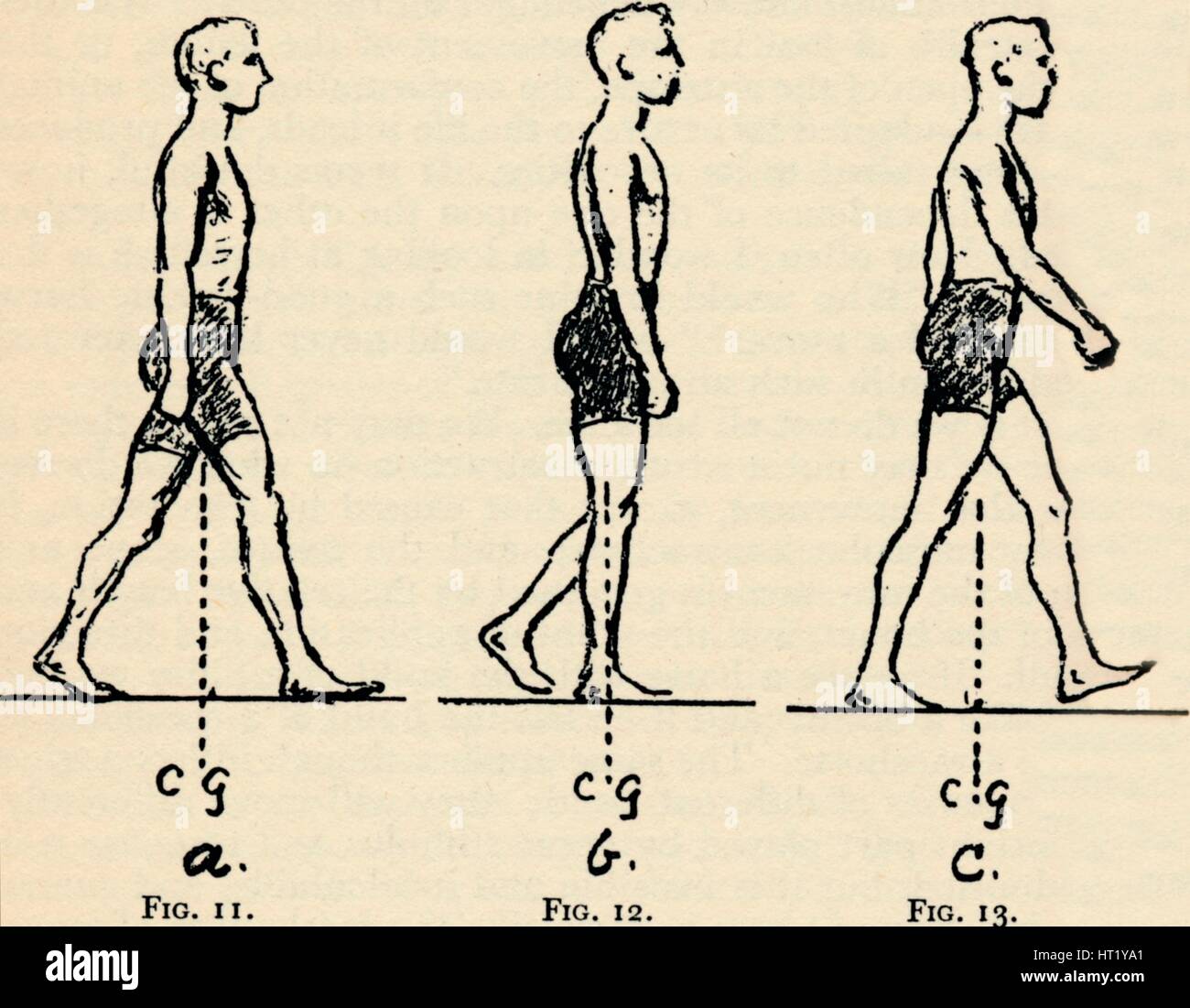 Depicting Main Principles of Locomotion, 1940. Artist: Unknown Stock ...