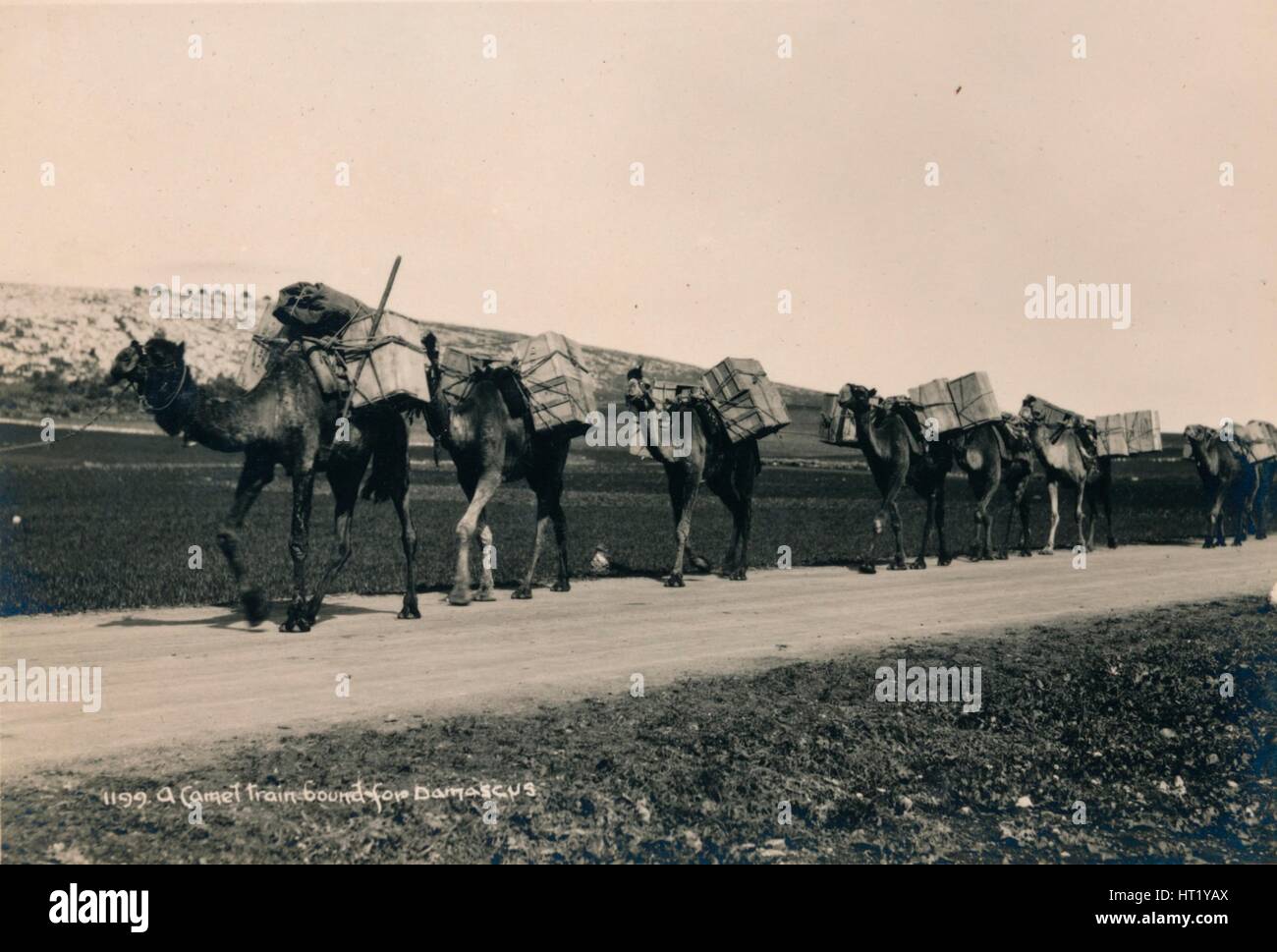 A Camel Train bound for Damascus, 1936. Artist: Unknown Stock Photo - Alamy