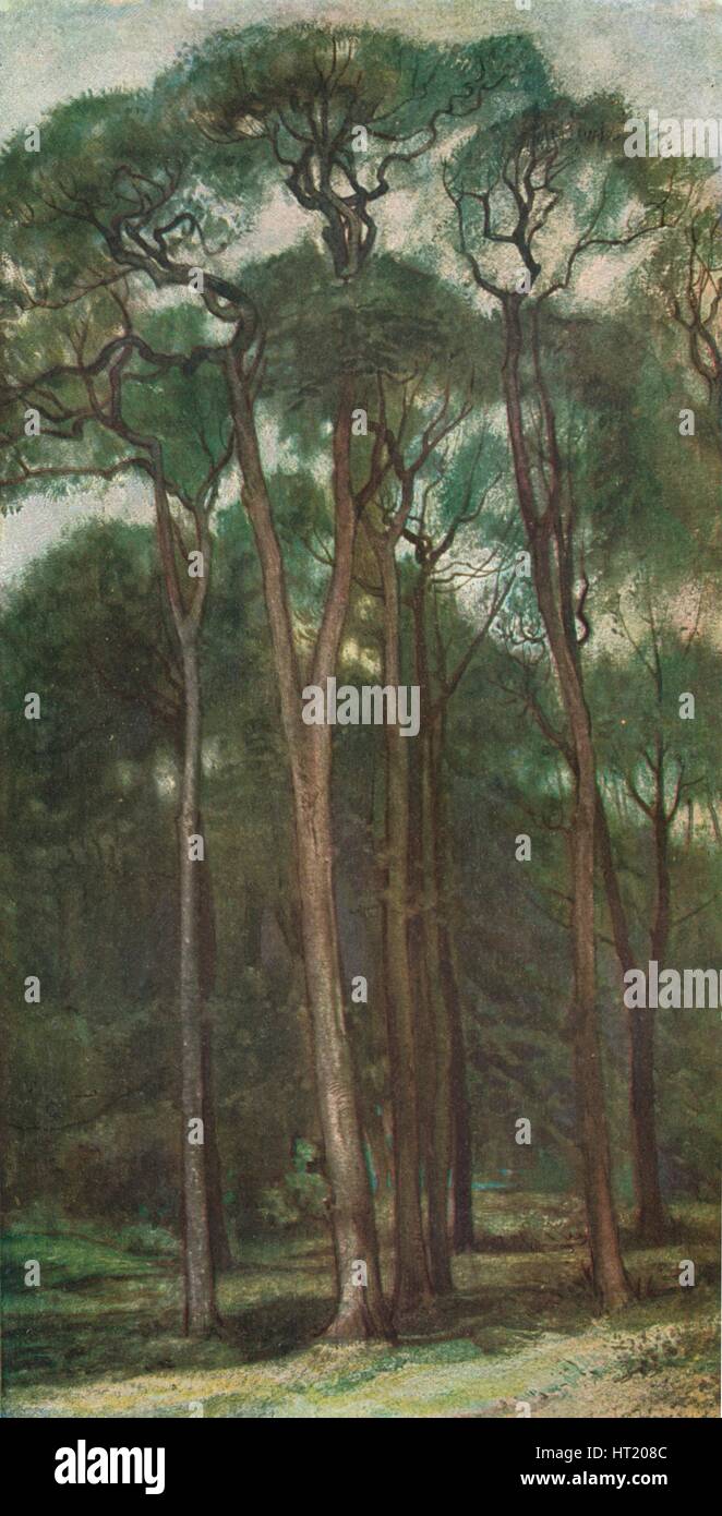 'Study of Trees', c1900 (1903-1904). Artist: Charles Holroyd Stock ...