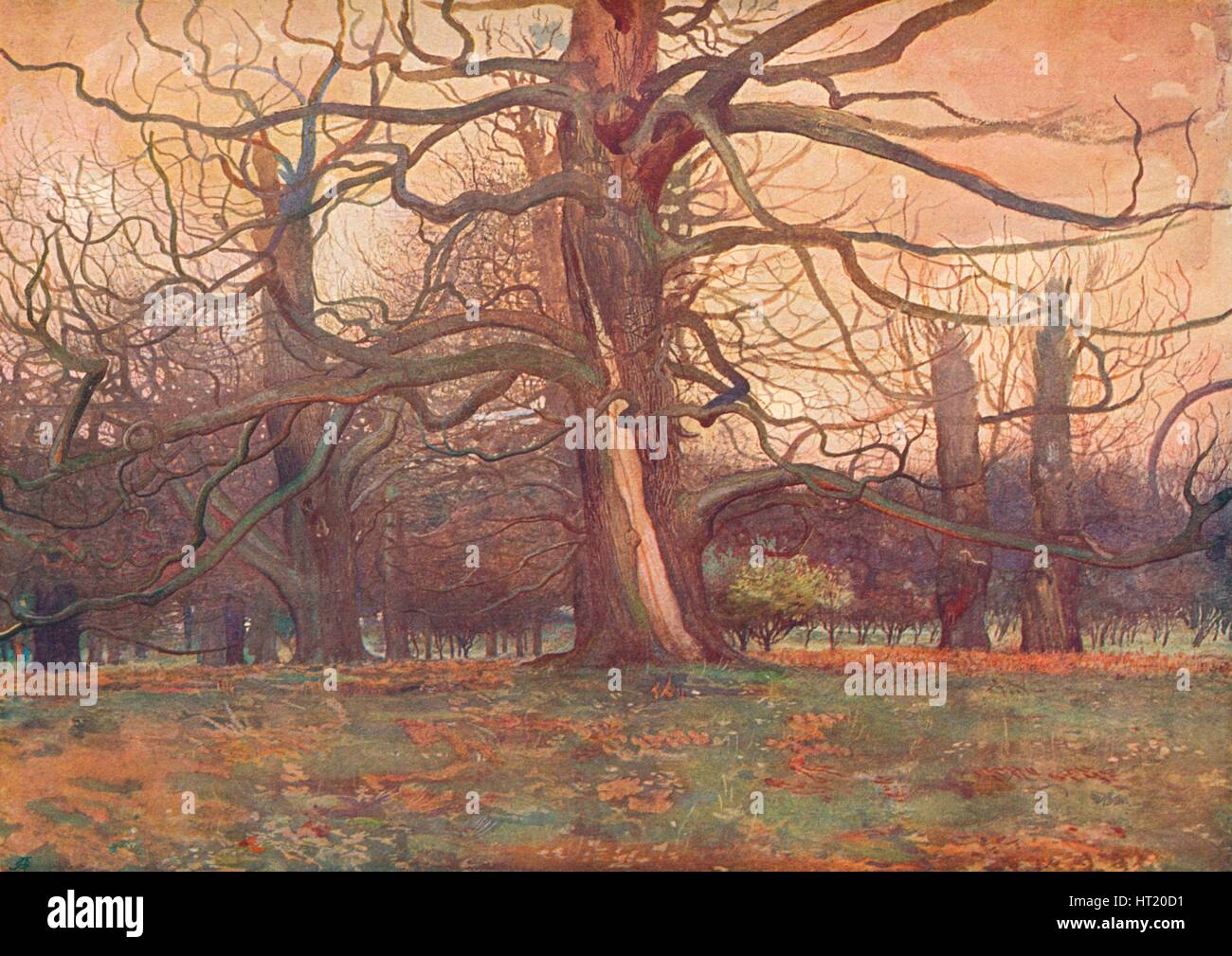 'Study of an Oak Tree', c1878 (1903-1904). Artist: George Wilson Stock ...