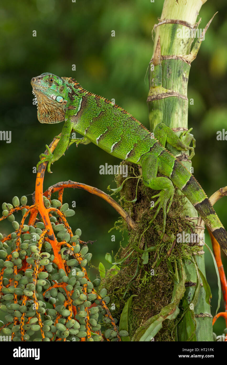 A juvenile Green Iguana, Iguana iguana, in a small palm tree in Costa ... A juvenile Green Iguana, Iguana iguana, in a small palm tree in Costa ...