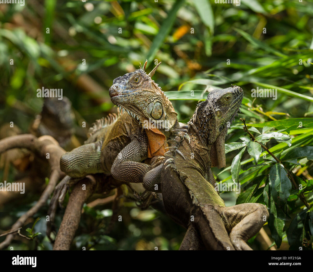 A large adult Green Iguana, Iguana iguana, in a tree in the rainforest ...