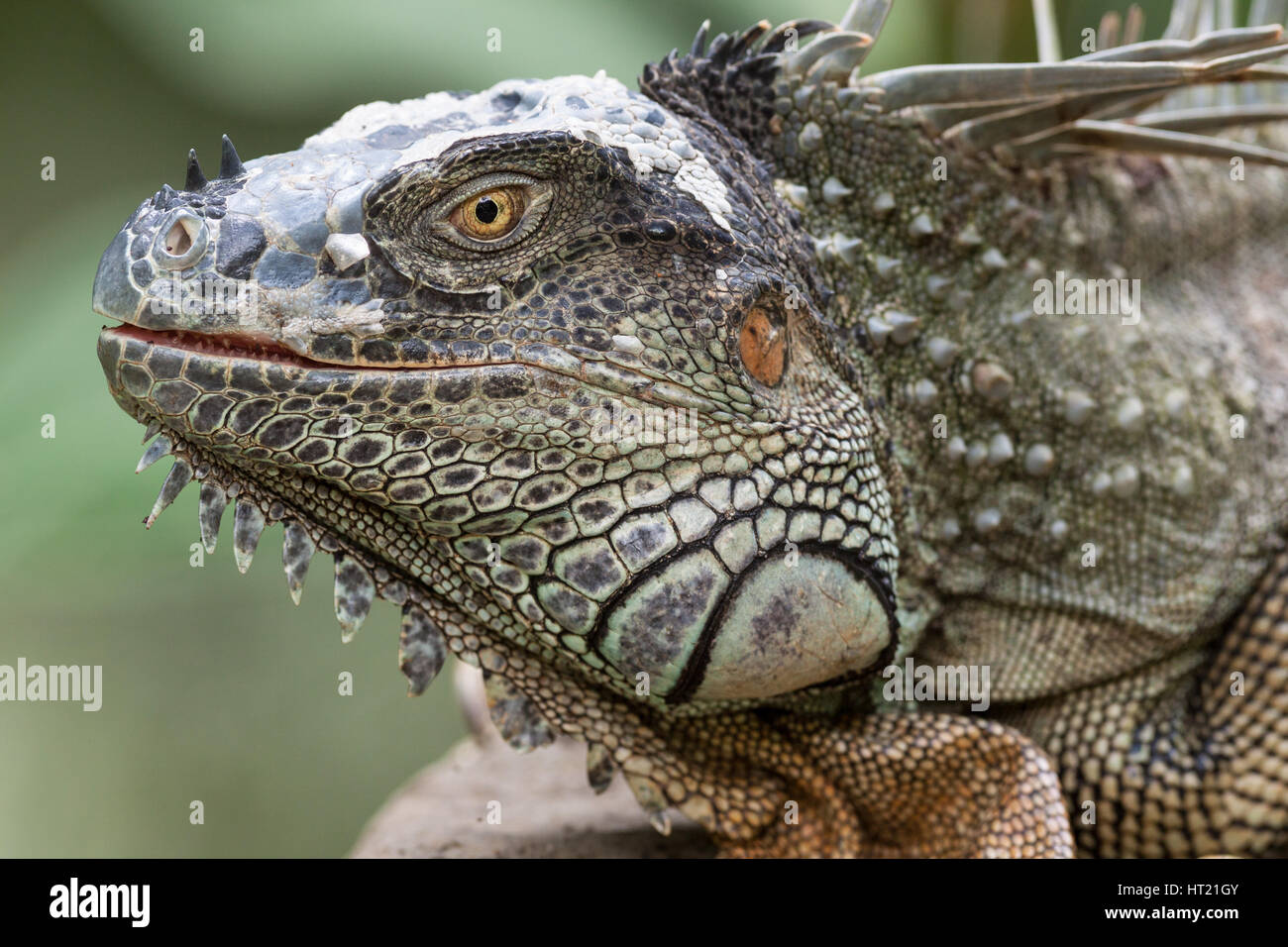 A very large adult Green Iguana, Iguana iguana, on a stone wall in a ...