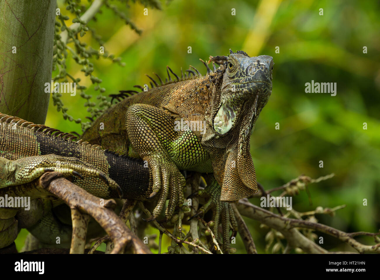 A large adult Green Iguana, Iguana iguana, in a tree in the rainforest ...