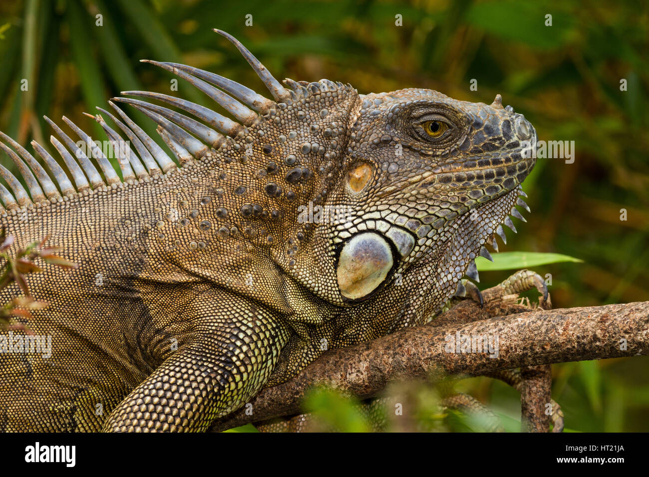 A large adult Green Iguana, Iguana iguana, in a tree in the rainforest ...