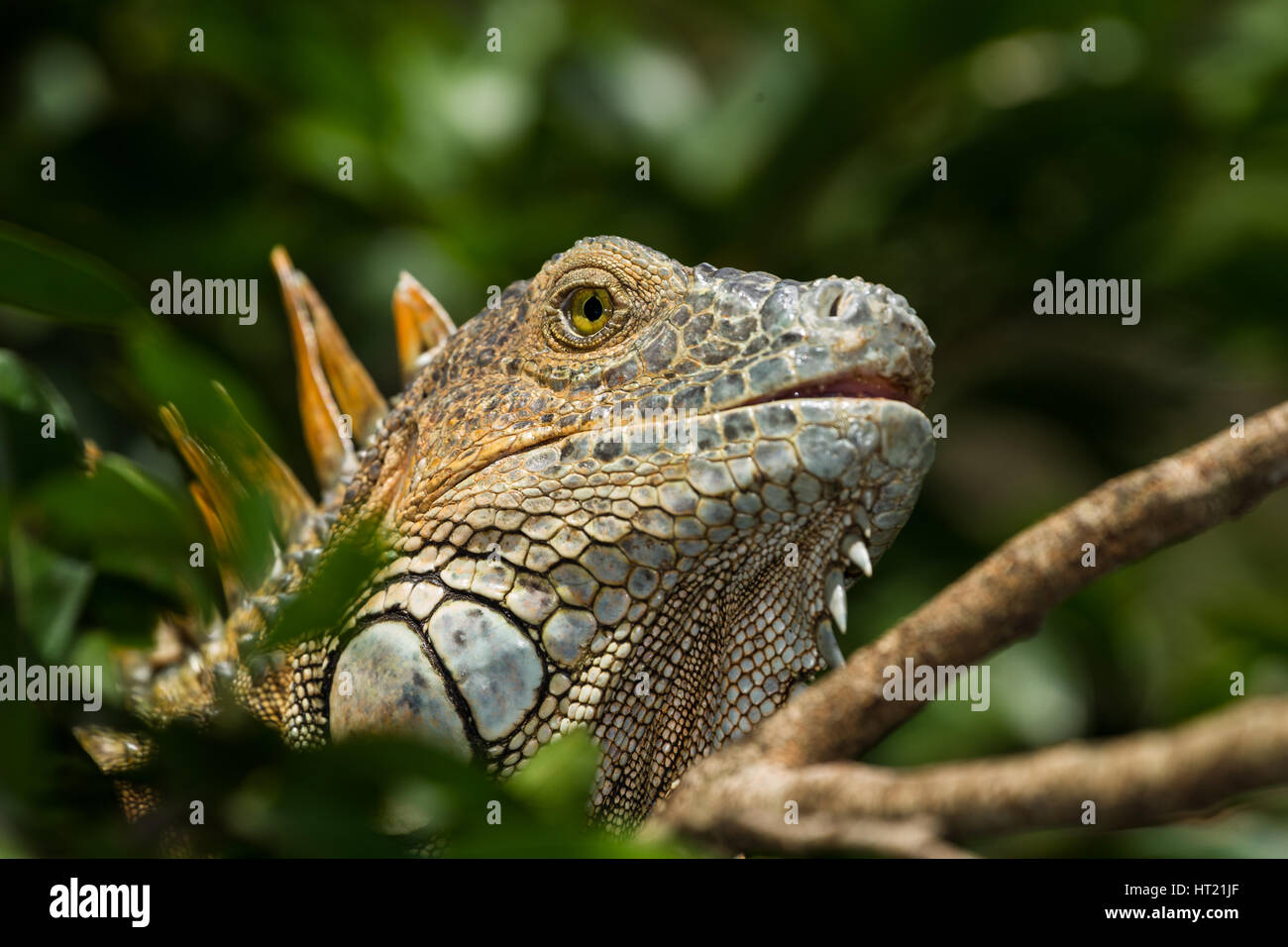 A large adult Green Iguana, Iguana iguana, in a tree in the rainforest ...