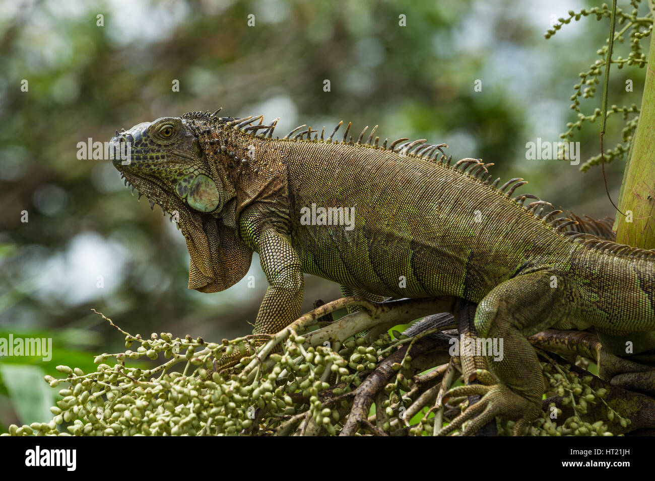 A large adult Green Iguana, Iguana iguana, in a tree in the rainforest ...