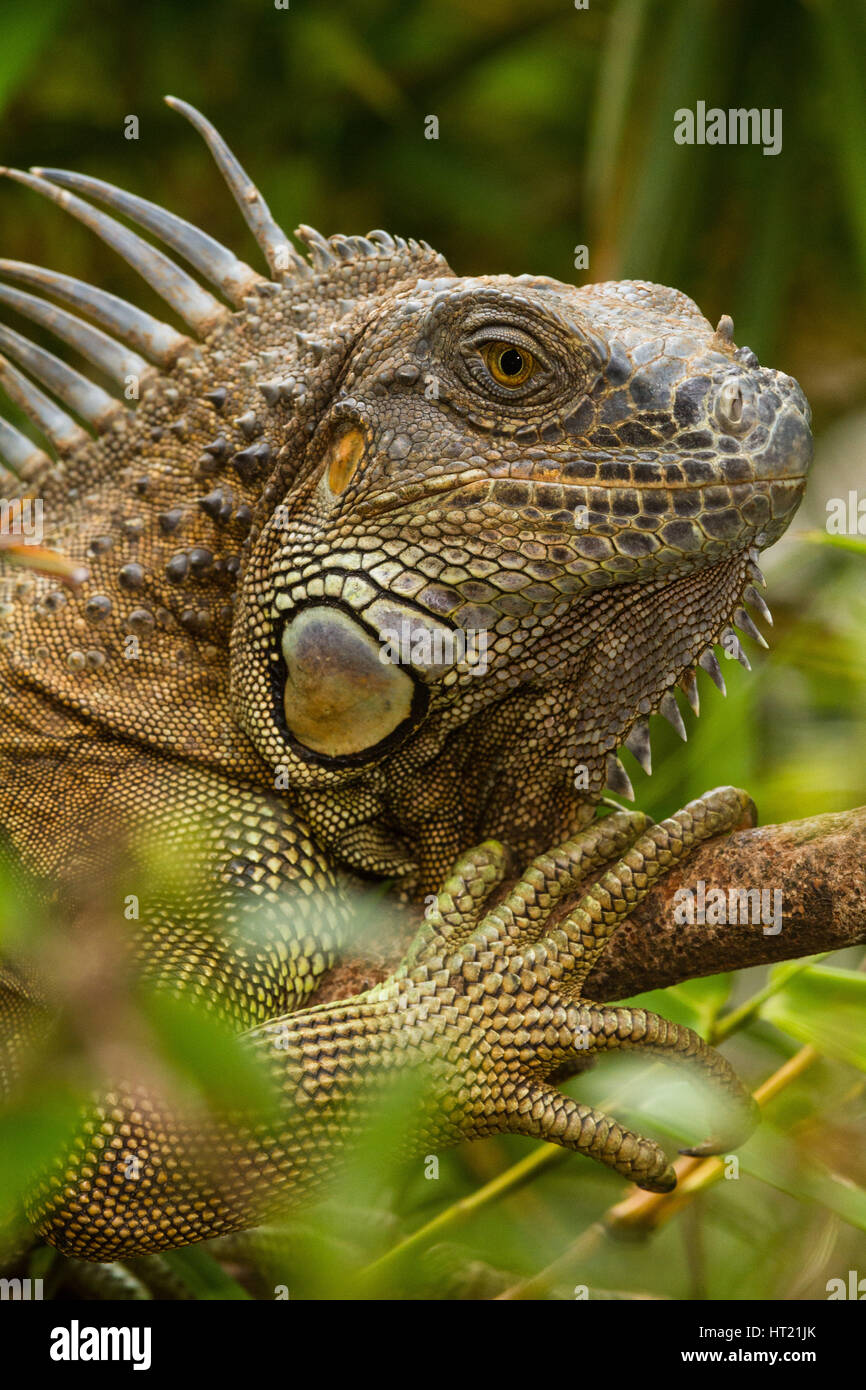 A large adult Green Iguana, Iguana iguana, in a tree in the rainforest ...