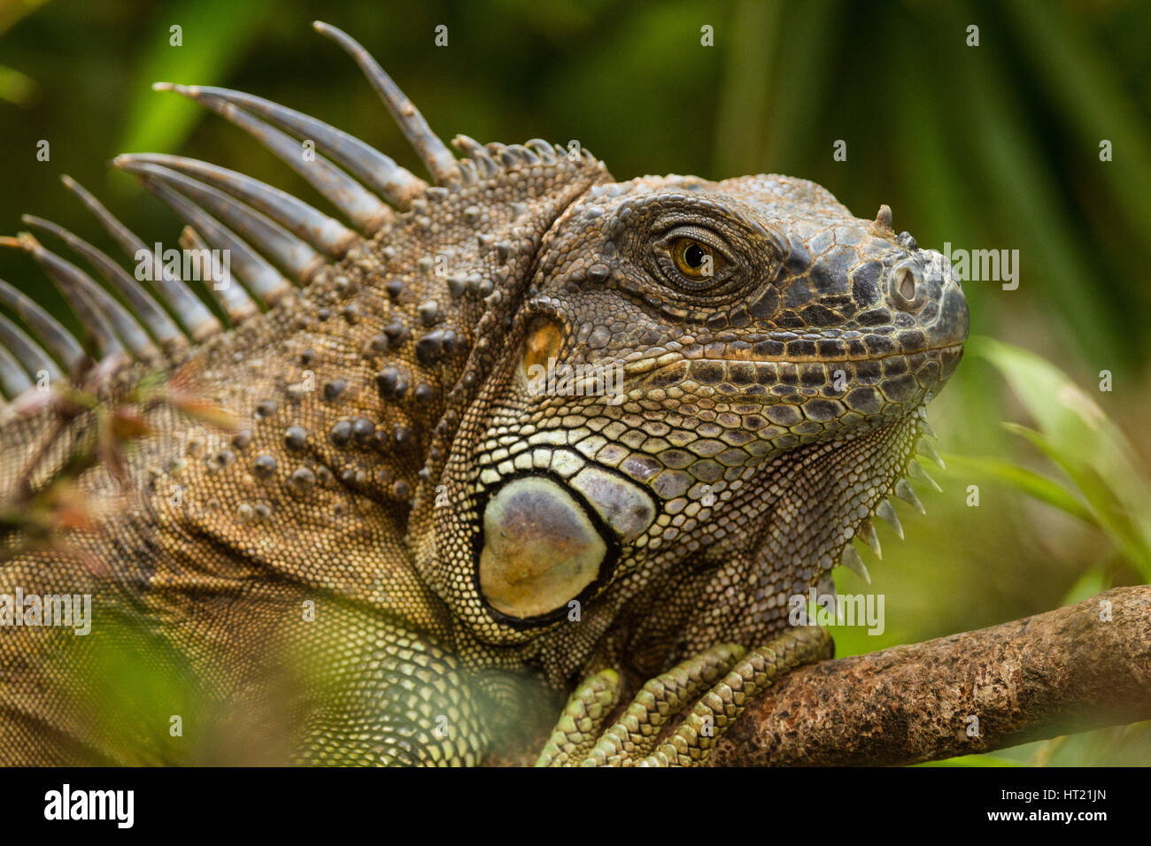 A large adult Green Iguana, Iguana iguana, in a tree in the rainforest ...