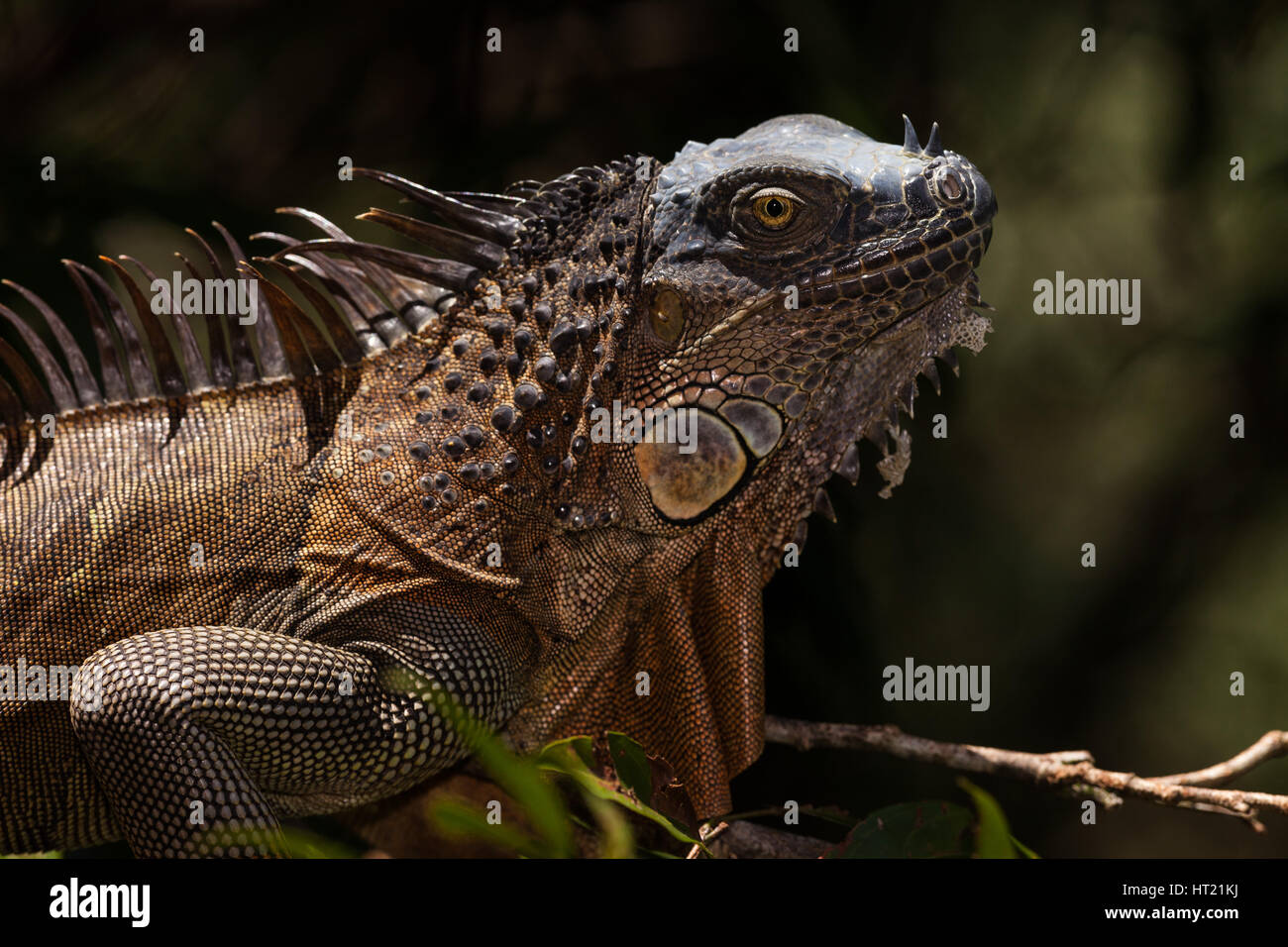 A large adult Green Iguana, Iguana iguana, in a tree in the rainforest ...