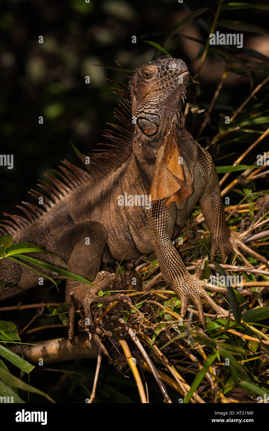A large adult Green Iguana, Iguana iguana, in a tree in the rainforest ...