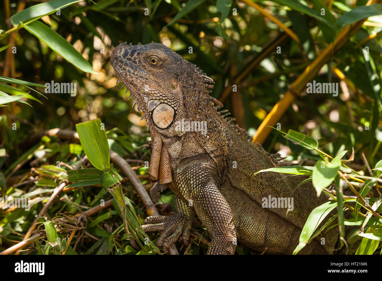 A large adult Green Iguana, Iguana iguana, in a tree in the rainforest ...