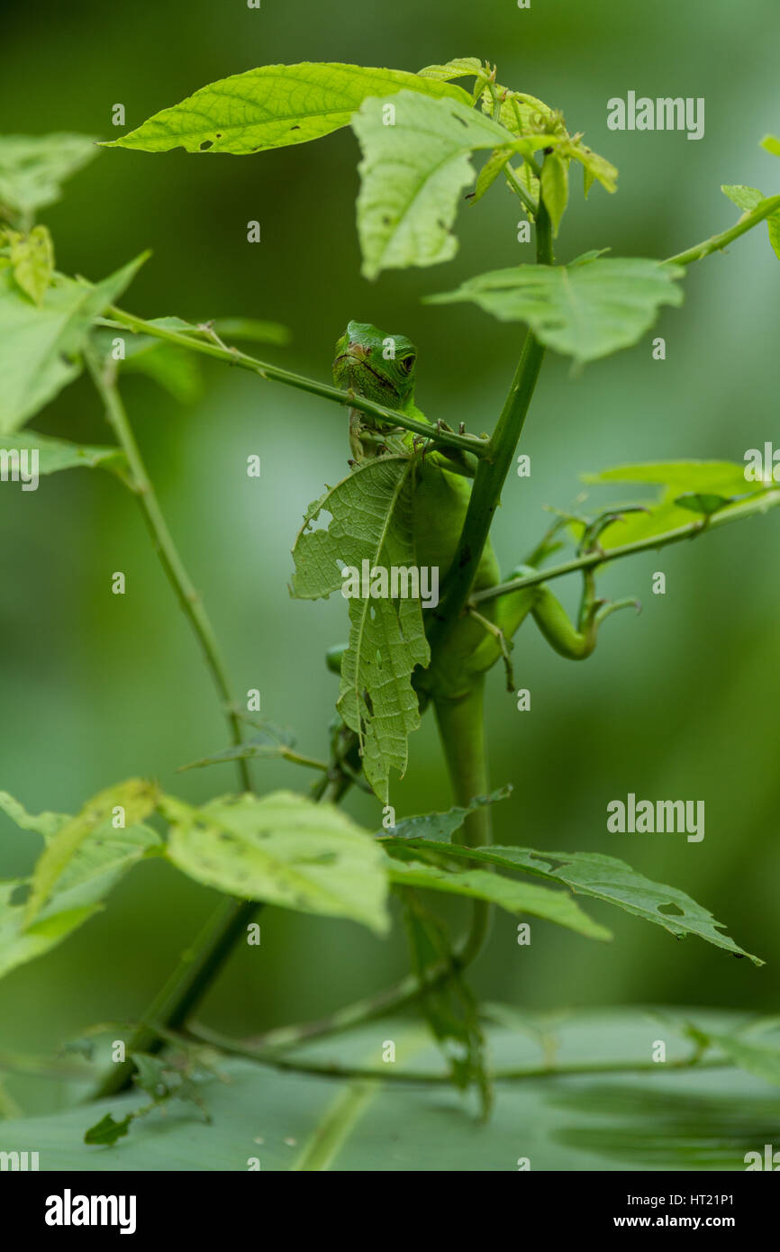 A juvenile Green Iguana, Iguana iguana, hides in leaves for protection ... A juvenile Green Iguana, Iguana iguana, hides in leaves for protection ...