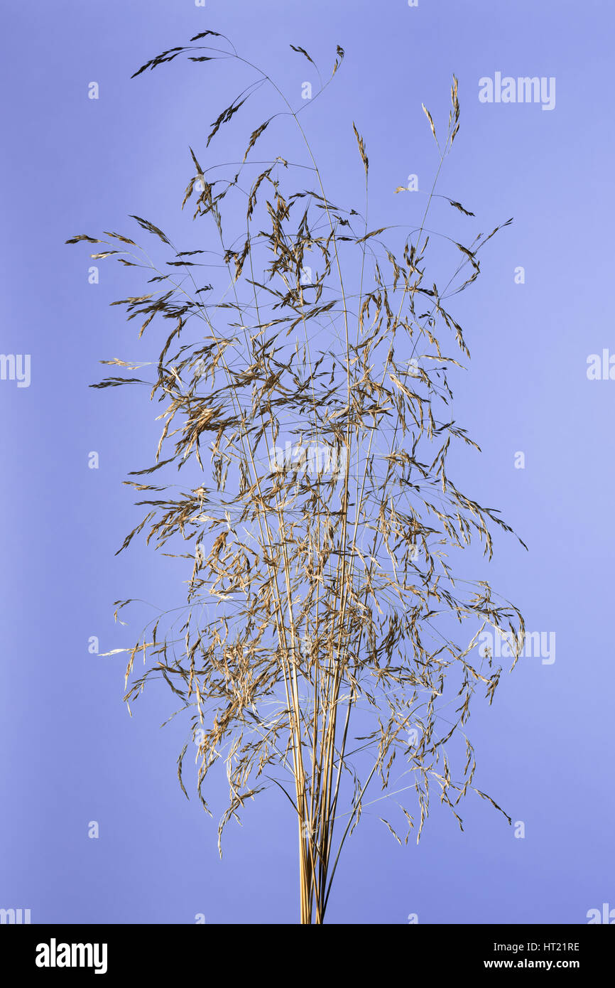 Dry panicle hi-res stock photography and images - Alamy