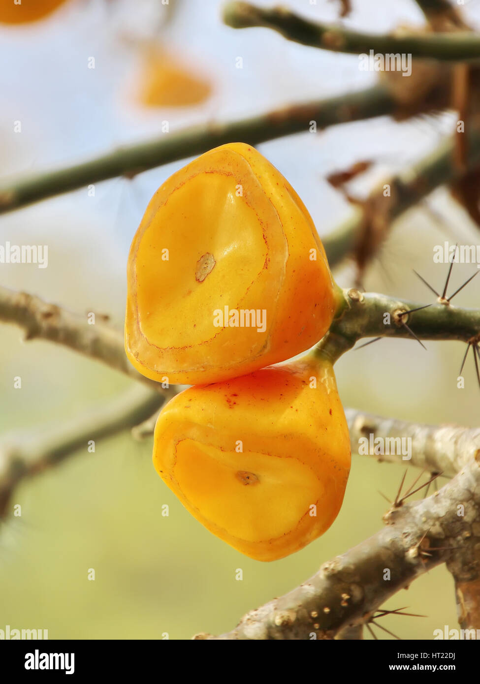 Wax Rose flower in the Botanical Garden in Chiang Mai, Thailand Stock ...