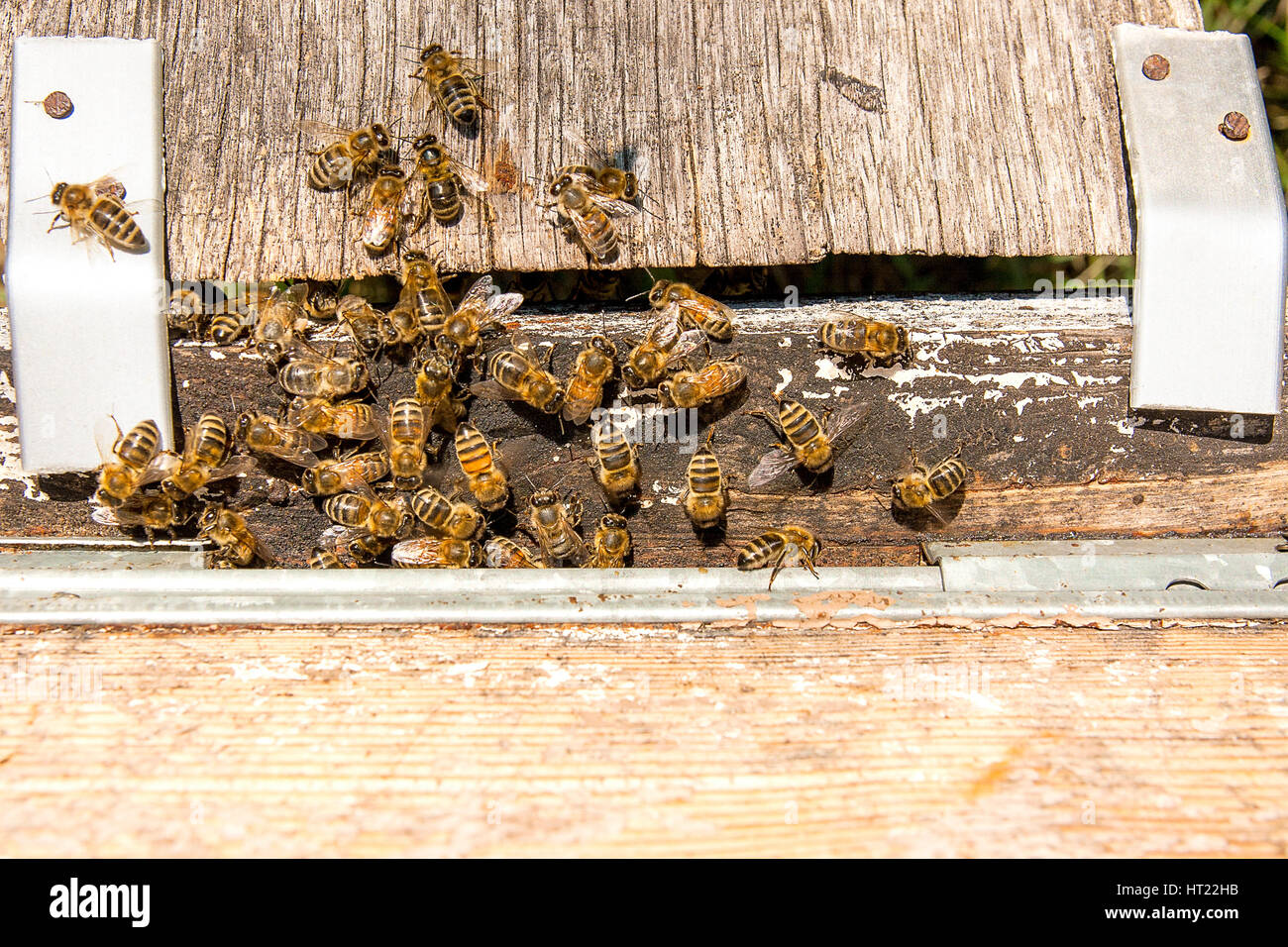 Plenty of bees at the entrance of beehive in apiary. Busy bees, close ...