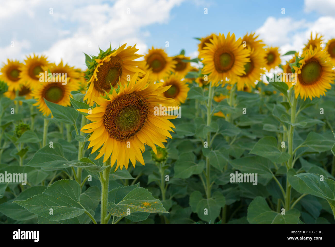 Ukrainian Sunflowers High Resolution Stock Photography and Images - Alamy
