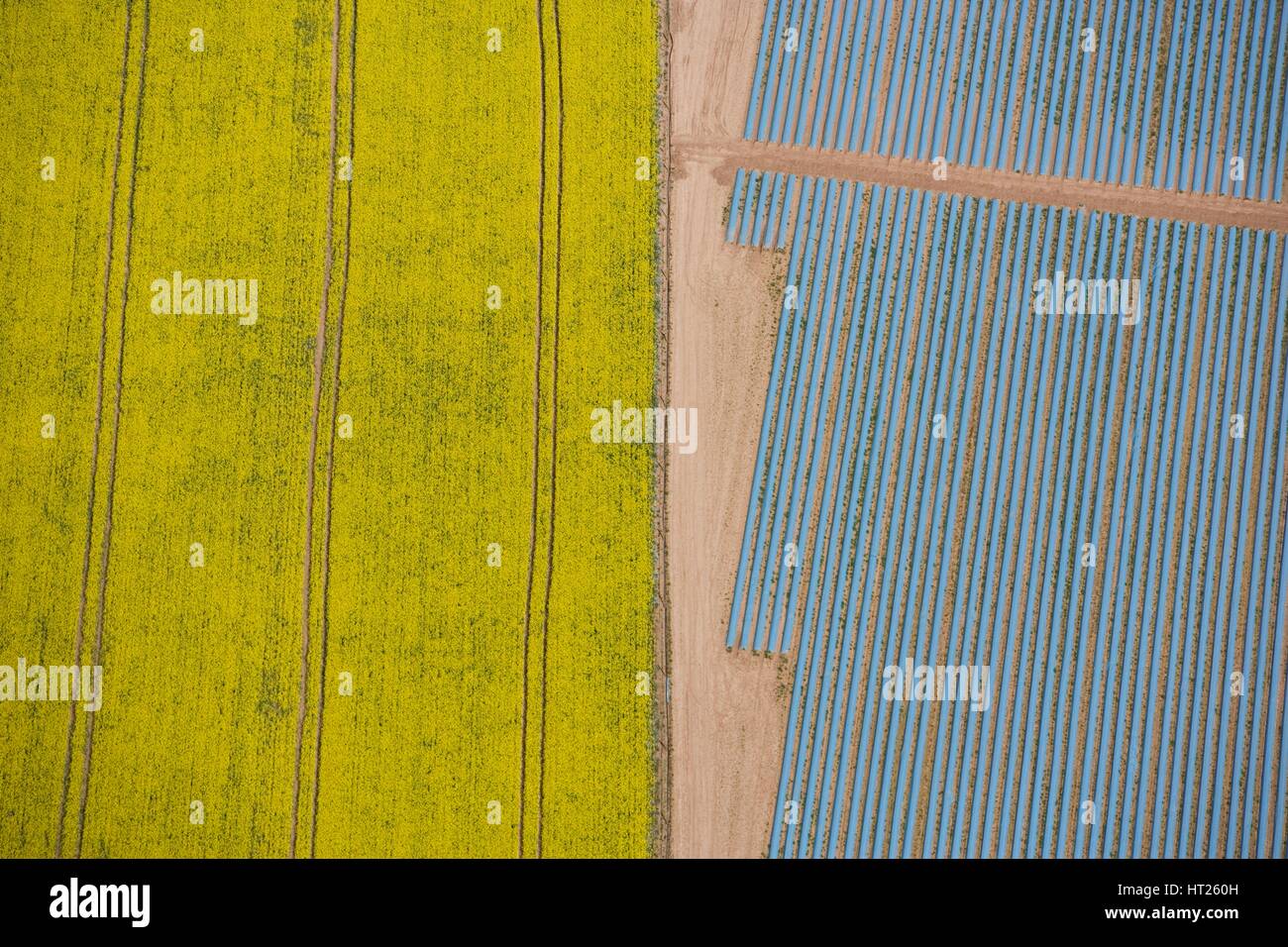 Agriculture in yellow and blue, Wood Bevington Farm, Salford Priors ...