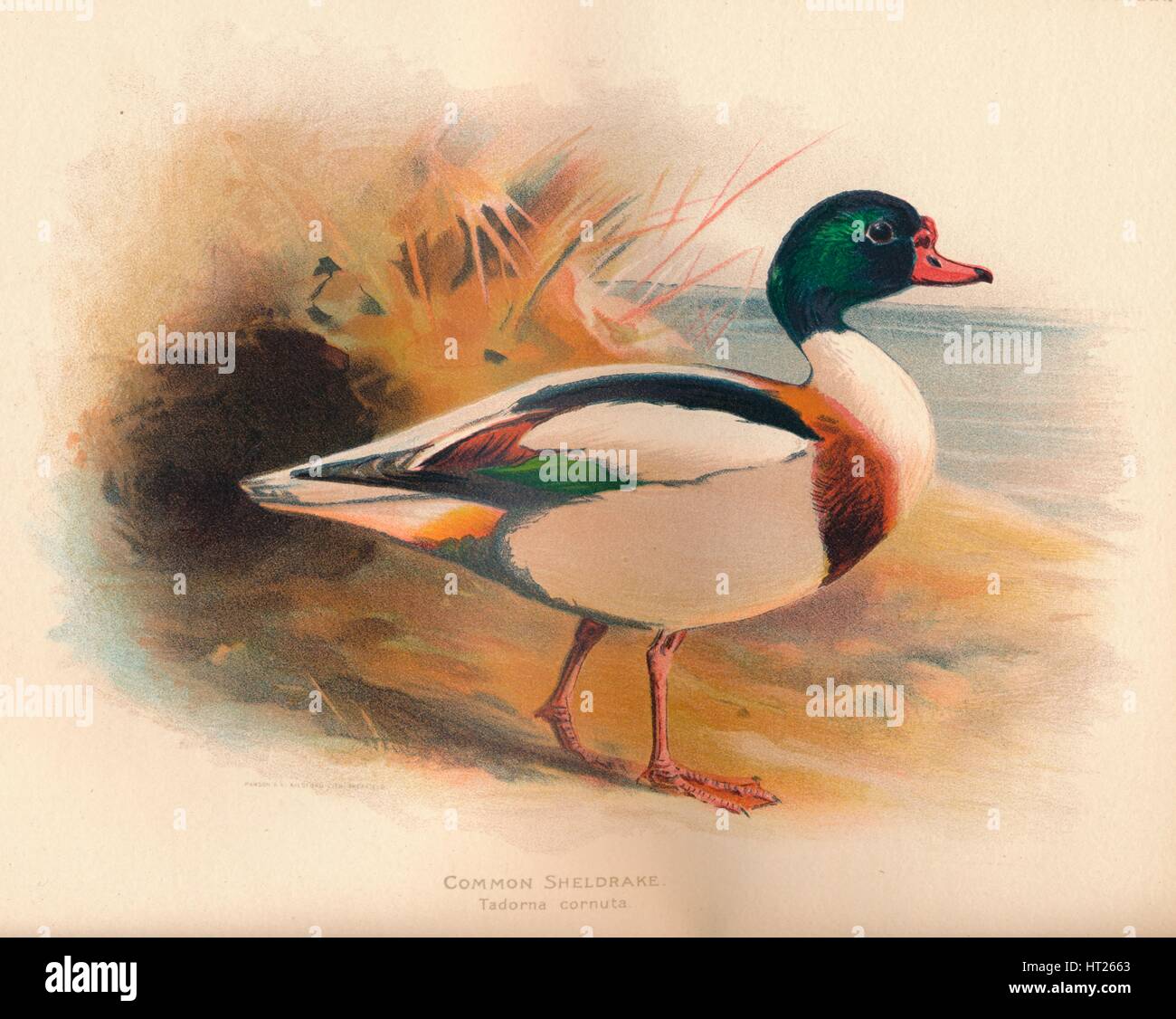 Common sheldrake hi-res stock photography and images - Alamy