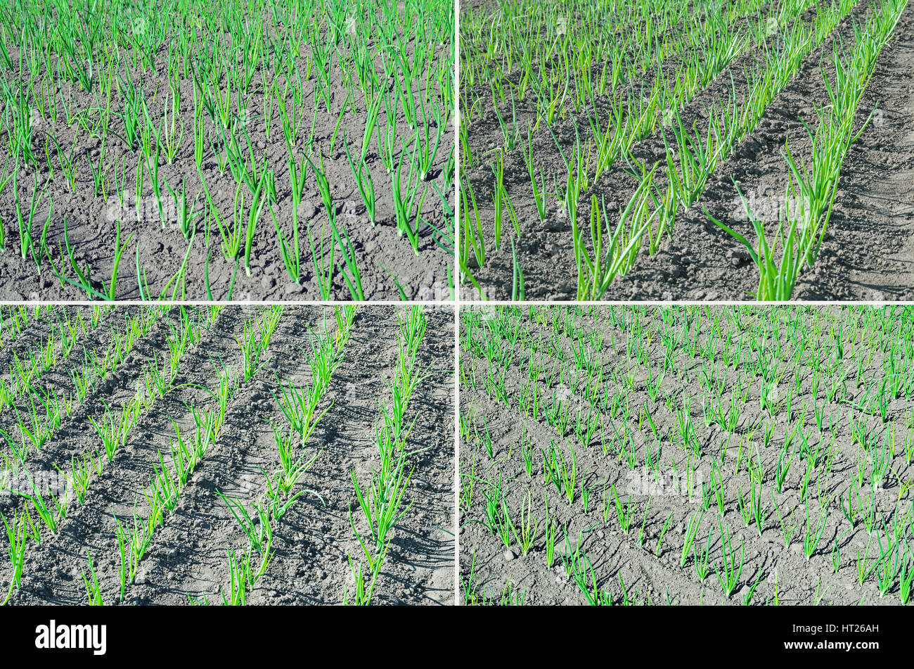 Young shoots of green onions in the gardening of the farmland in the ...