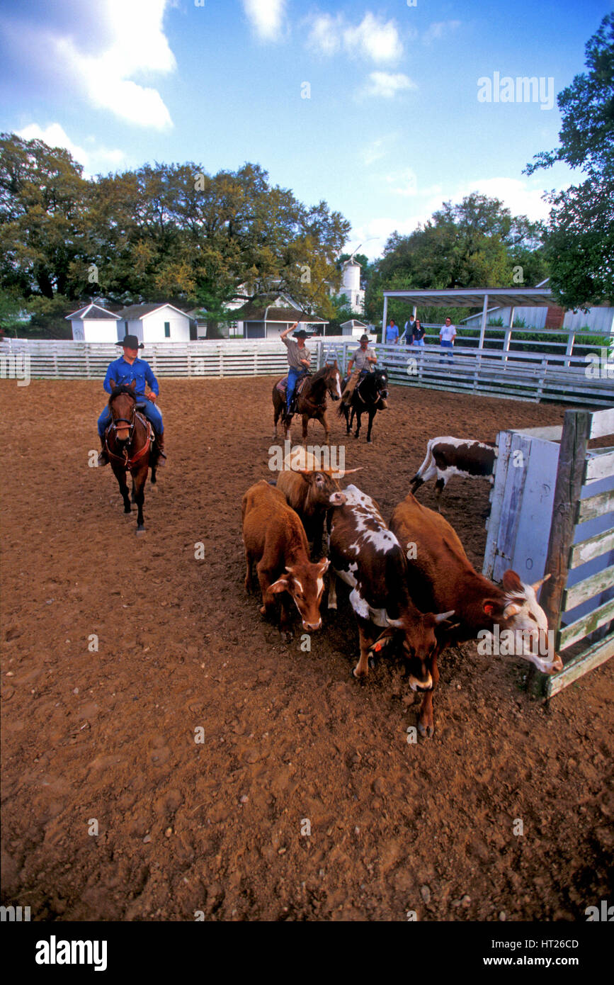Cowboys rounding up cattle hi-res stock photography and images - Alamy