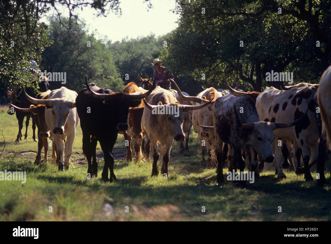 Hurding hi-res stock photography and images - Alamy