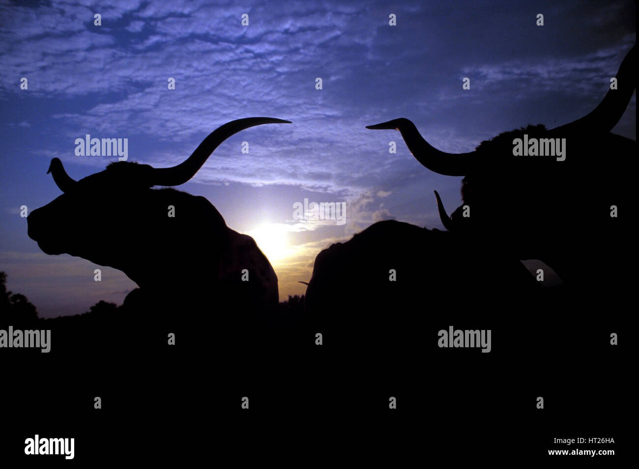 Cattle at Sunset Stock Photo - Alamy