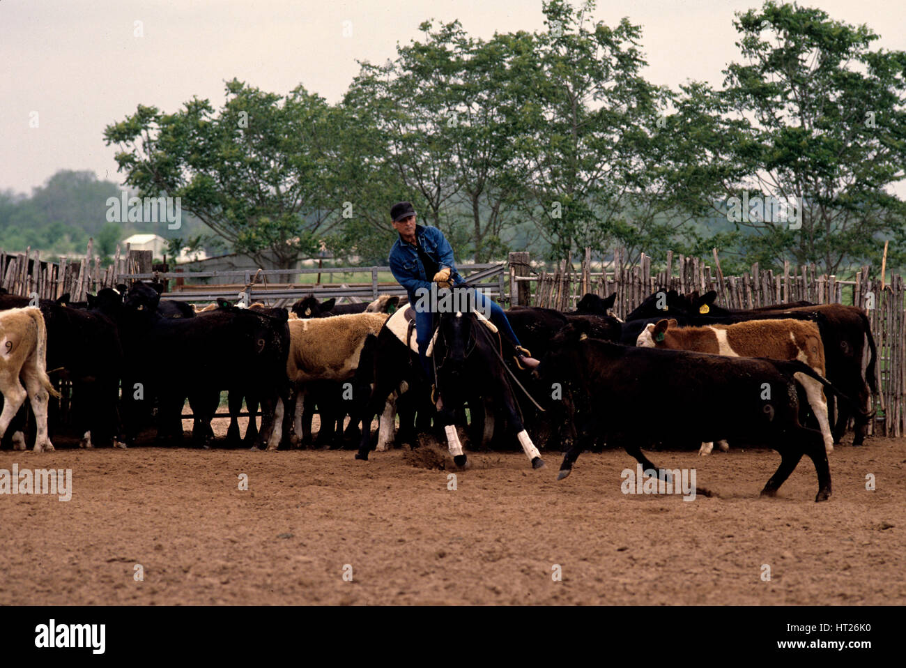 A cowboy hurding the cattle Stock Photo - Alamy
