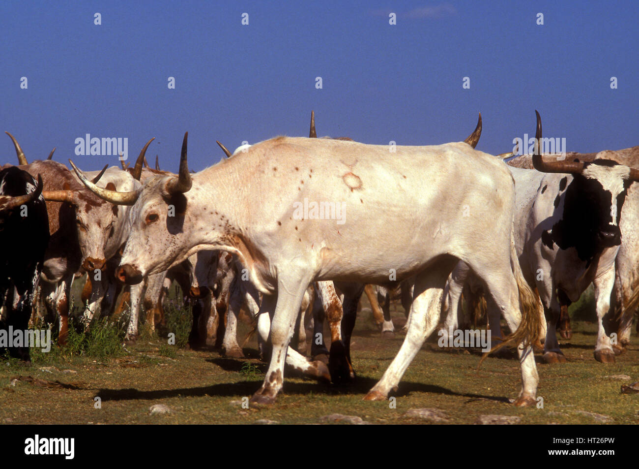 Cattle in Texas Hill Country Stock Photo - Alamy