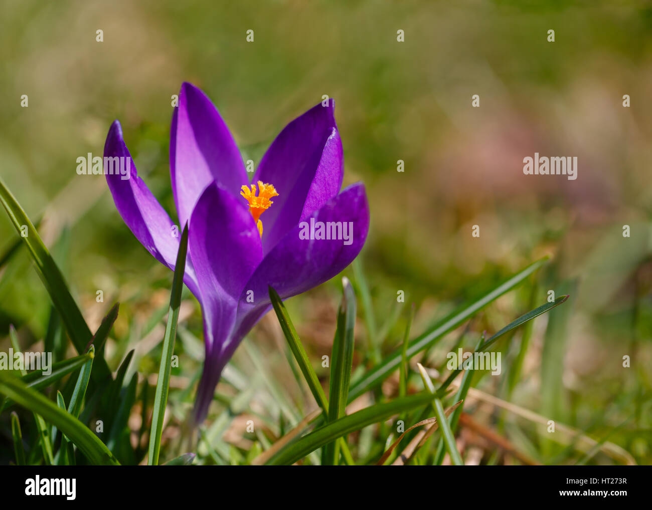 Early blooming specie crocus blooming in a lawn Stock Photo - Alamy