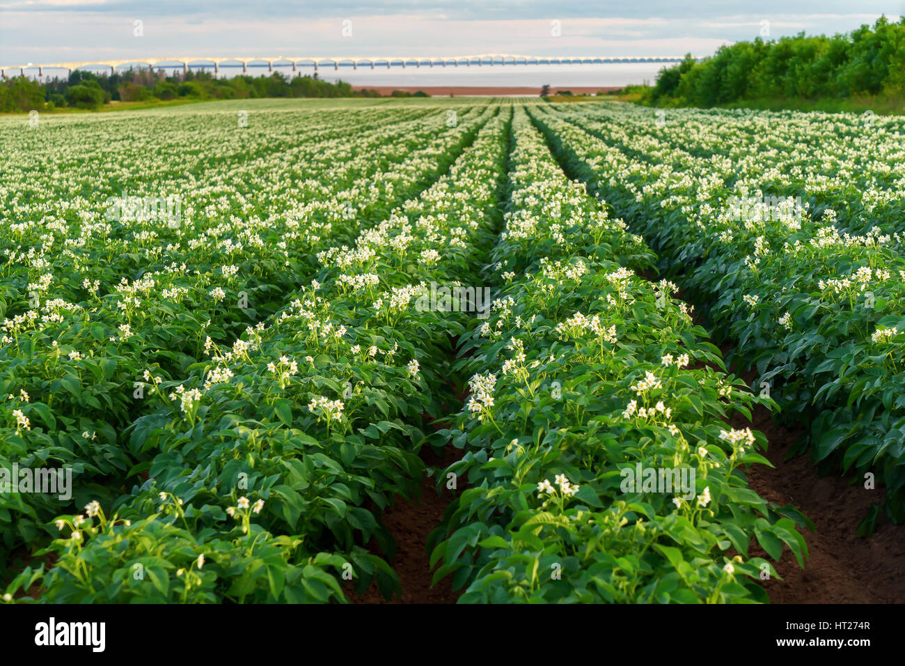 Atlantic northumberland strait rows hi-res stock photography and images ...