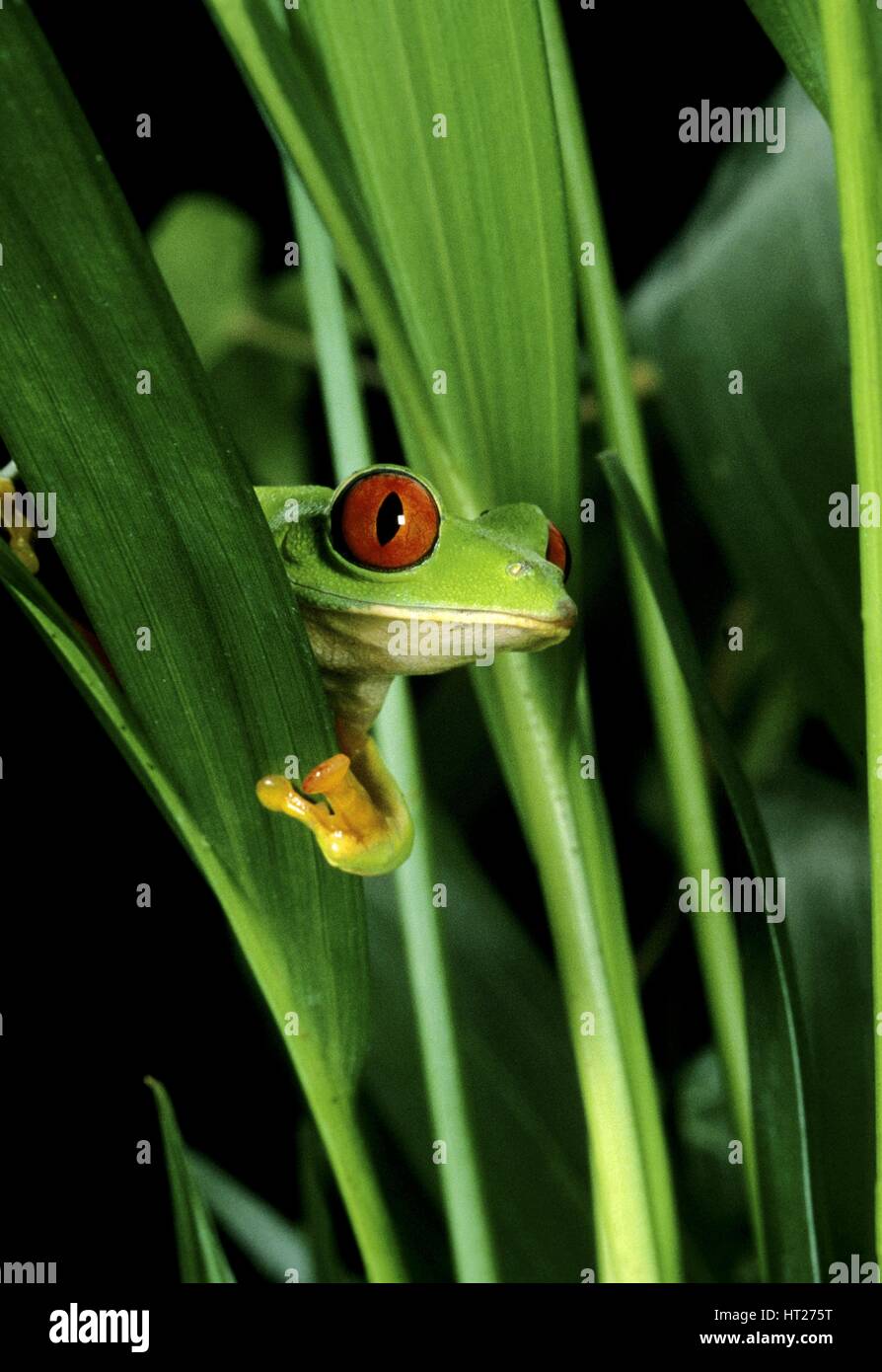 Red-Eyed Tree Frog, agalychnis callidryas, Head emerging from Leaves ...