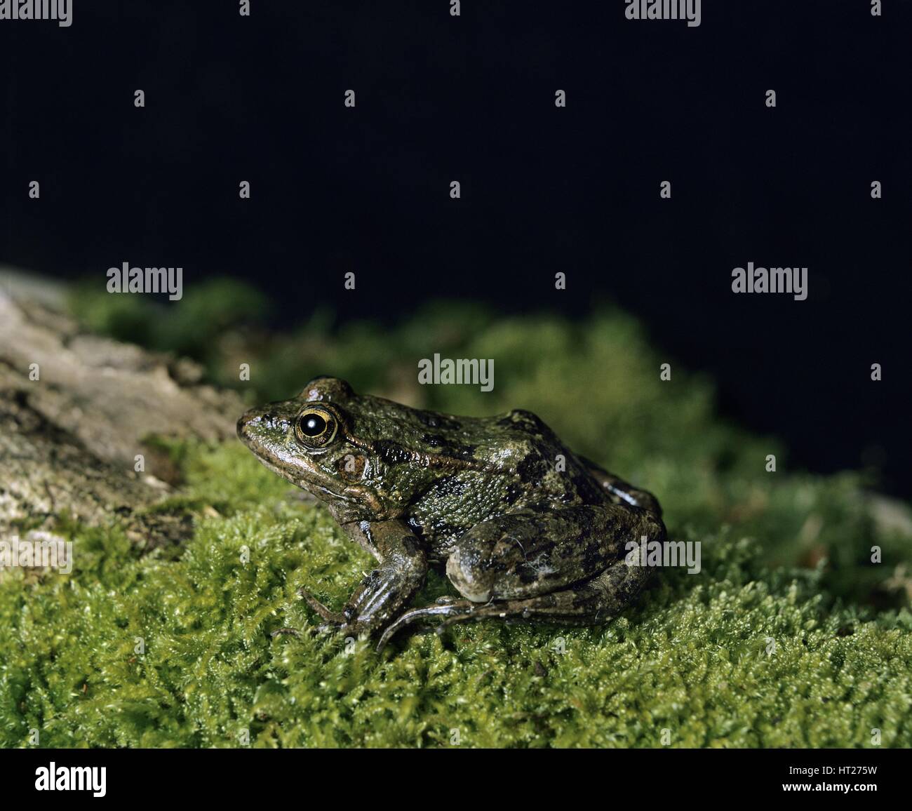 Marsh frog rana ridibunda on hi-res stock photography and images - Alamy