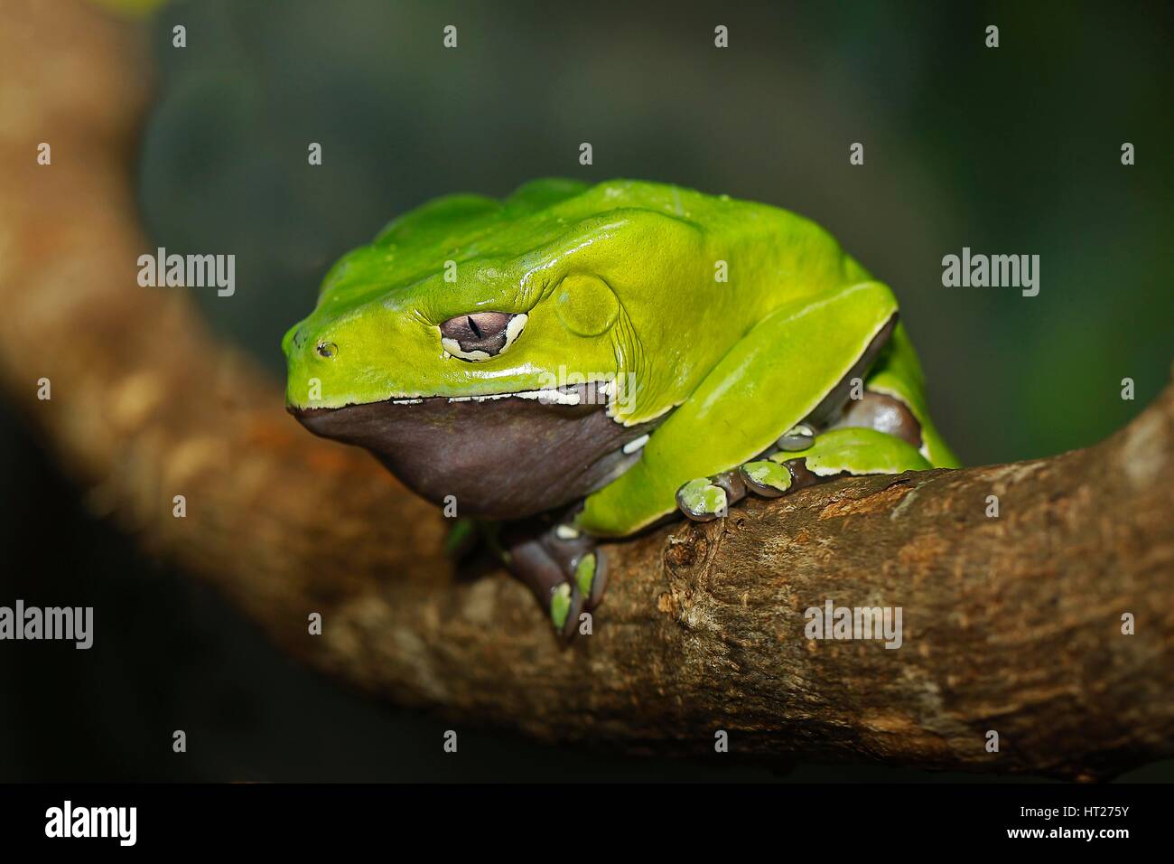 Giant Monkey Frog or Giant Waxy Frog, phyllomedusa bicolor, Adult ...
