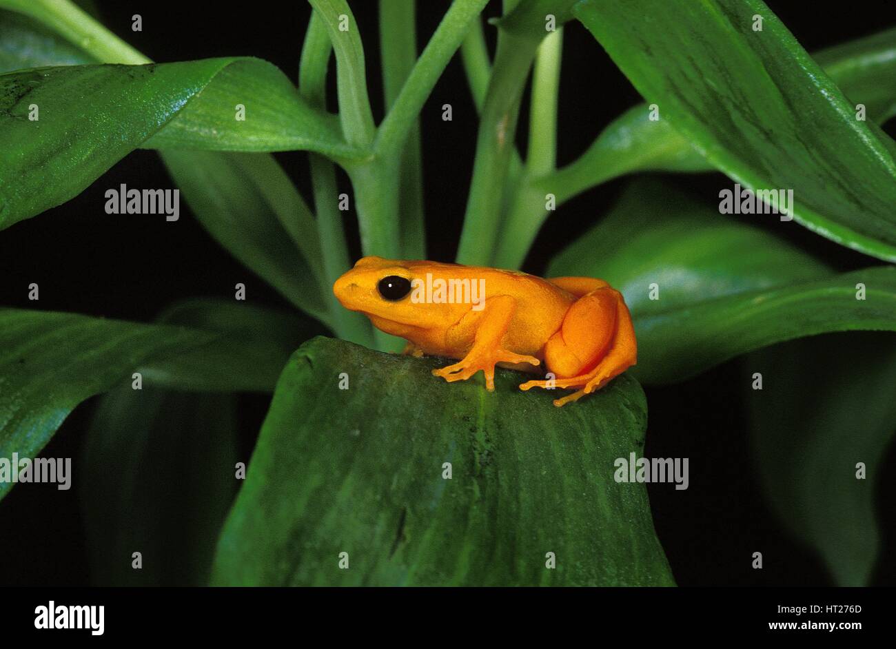 GOLDEN MANTELLA FROG mantella aurantiaca, ADULT STANDING ON LEAF ...