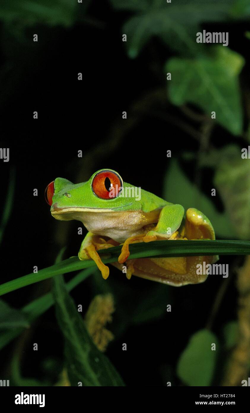 Three eyed face hi-res stock photography and images - Alamy