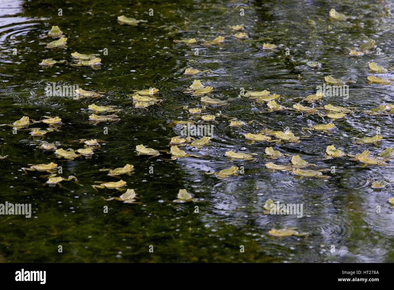 Frog pond france hi-res stock photography and images - Alamy