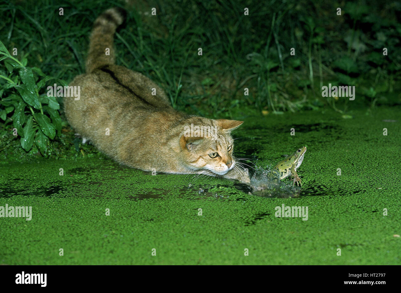 EUROPEAN WILDCAT felis silvestris HUNTING A FROG Stock Photo - Alamy