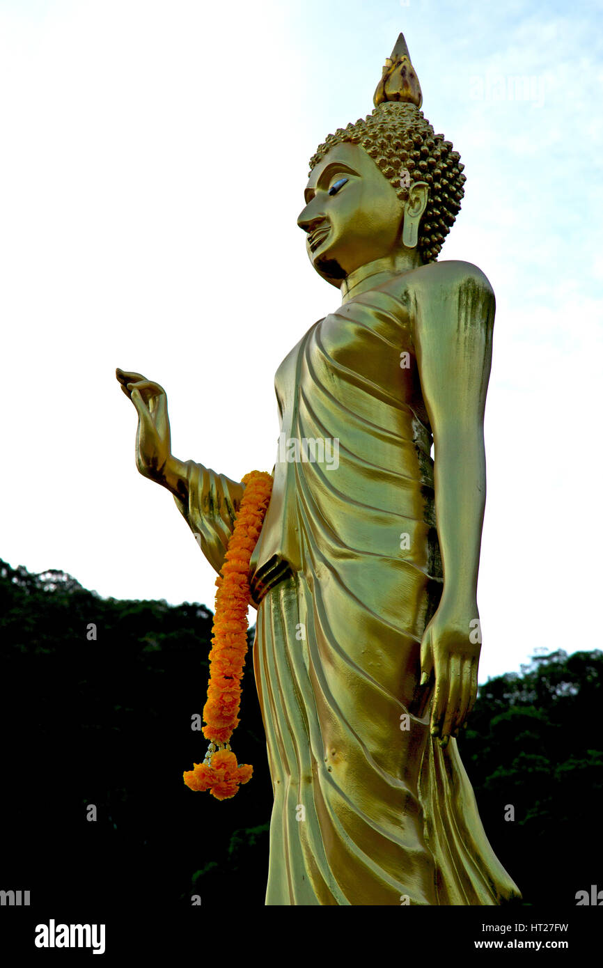 Siddharta tree hi-res stock photography and images - Alamy