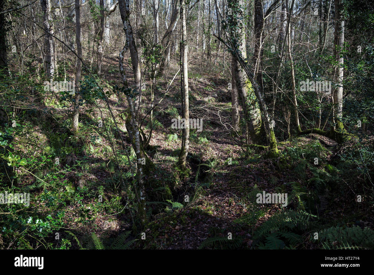 Oak tangle hi-res stock photography and images - Alamy