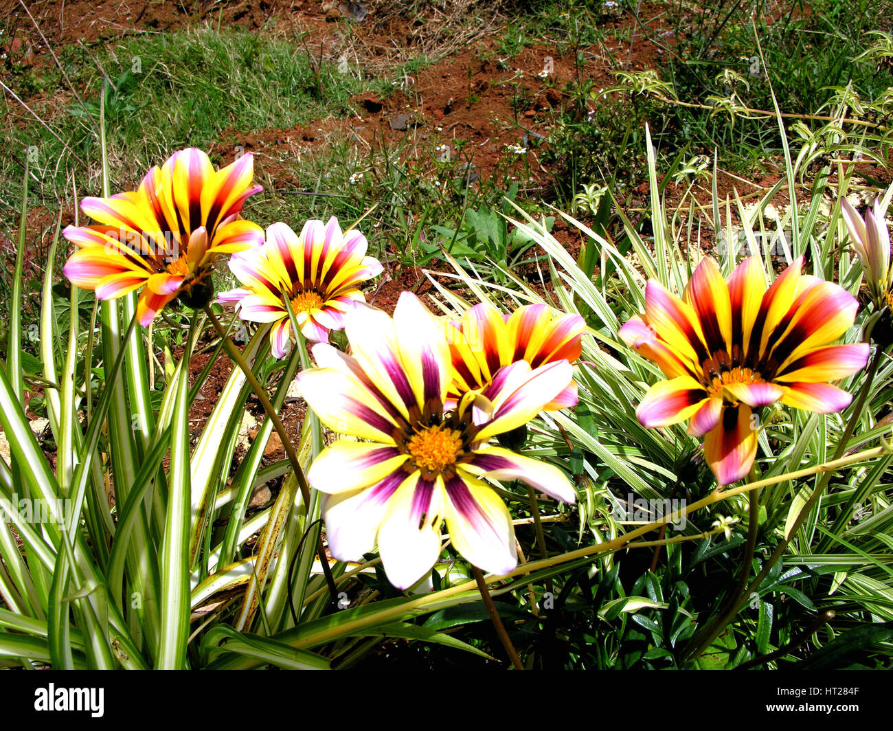 Flowers in a garden at Ooty Stock Photo - Alamy