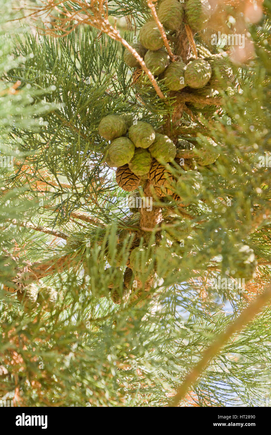 Pine cone cluster hi-res stock photography and images - Alamy