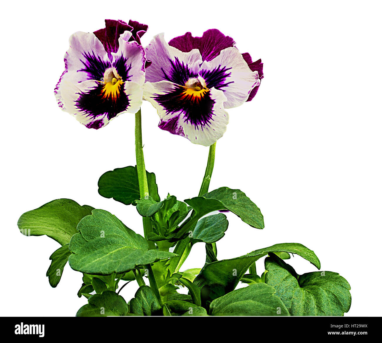 Pansy flowers isolated on white background Stock Photo - Alamy