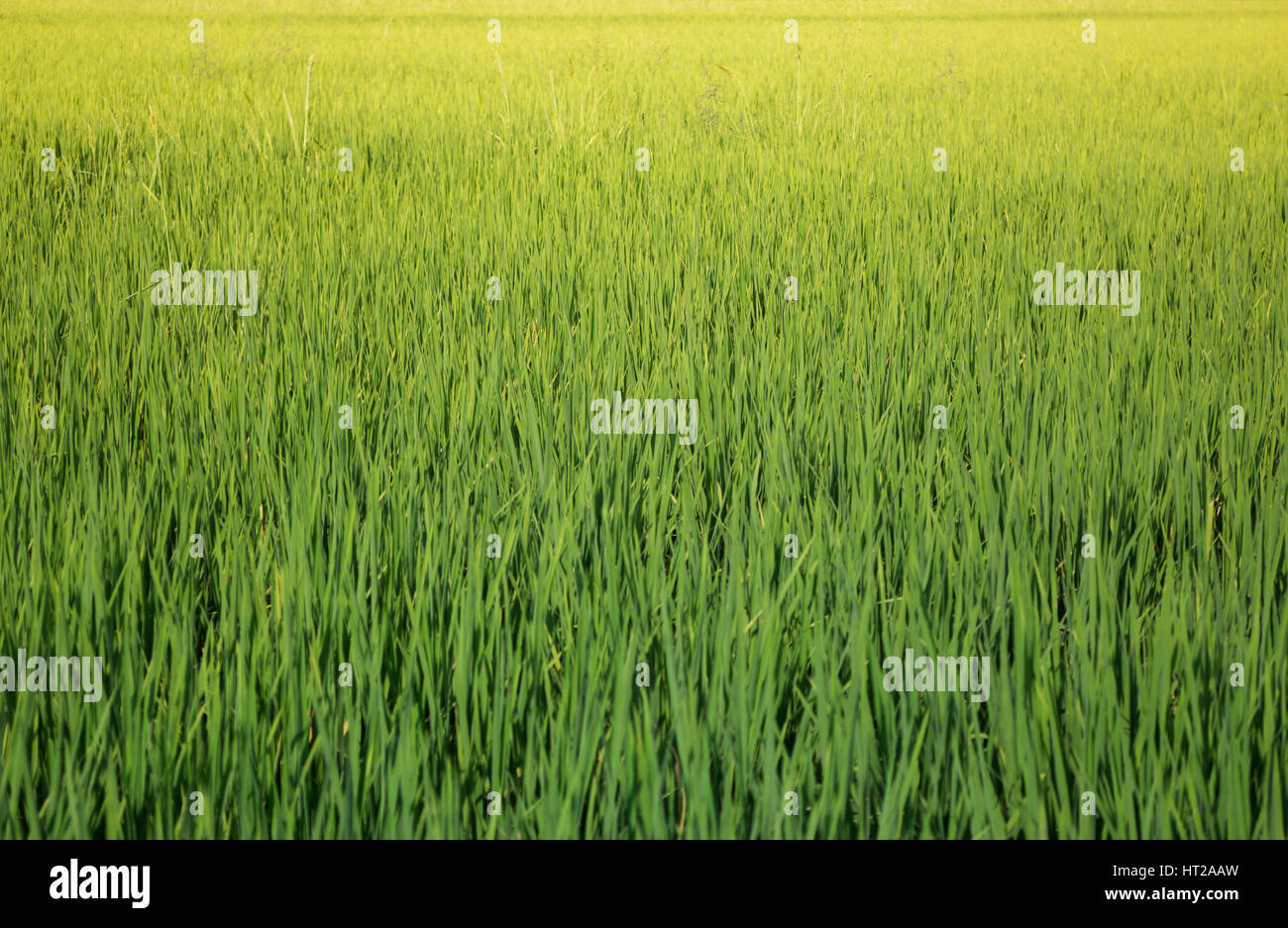 Paddy fild hi-res stock photography and images - Alamy